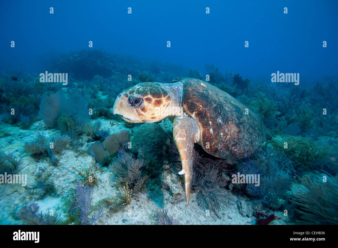 Sad animals hi-res stock photography and images - Alamy