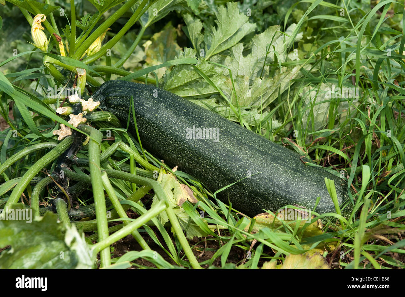 Courgette fruit growing in field, Pennsylvania - USA Stock Photo - Alamy