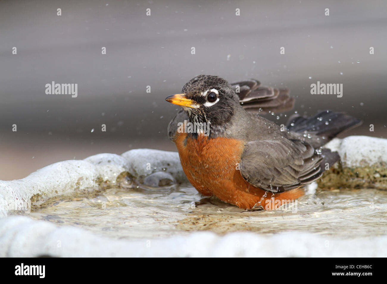 American robin taking a bath Stock Photo - Alamy