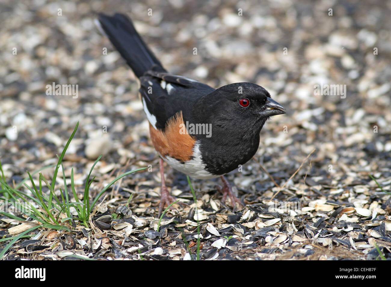 Rufous sided towhee hi-res stock photography and images - Alamy