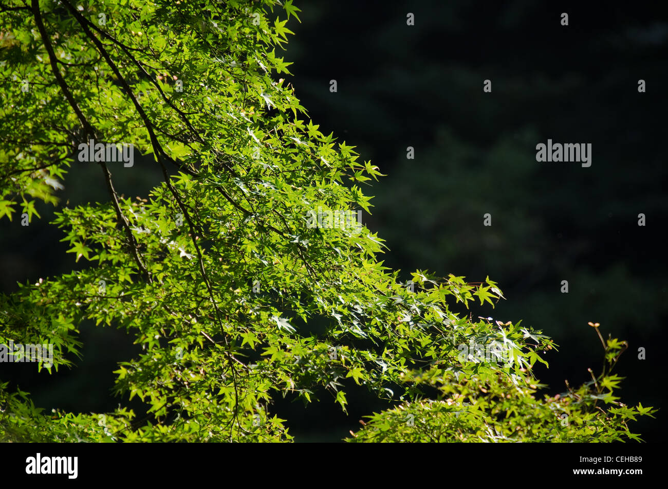 Green leaves of the japanese maple in summer, foliage Stock Photo - Alamy