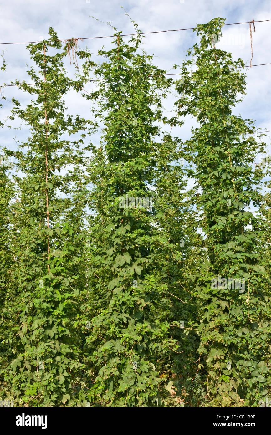 Hop vines, trellised, immature, late July Stock Photo - Alamy