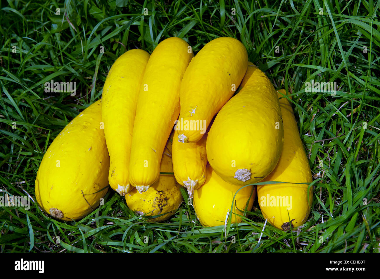 Harvested mature Yellow Courgette (Cucurbita pepo)'Zucchini' Fruit ...