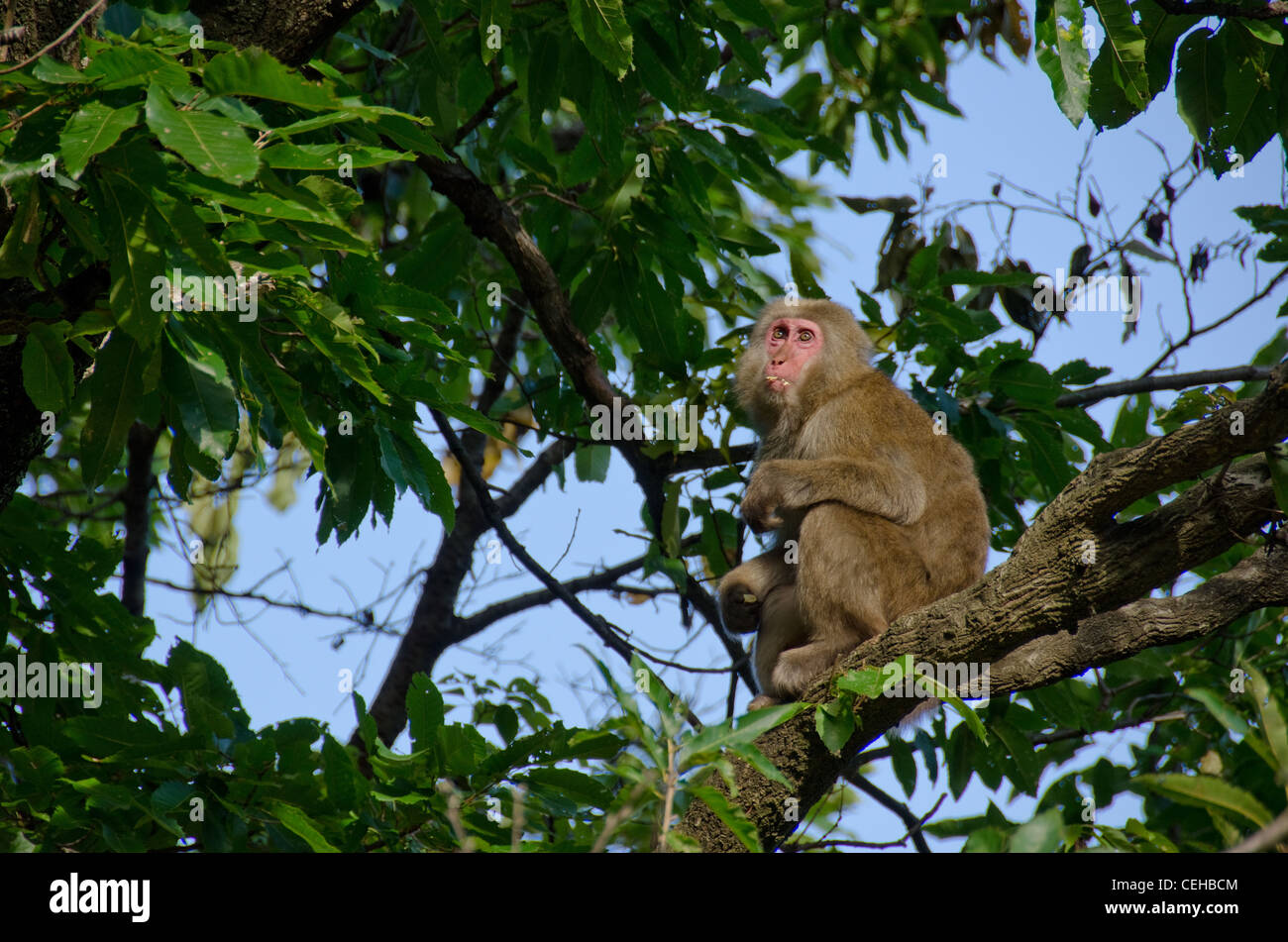 Japanese macaque sitting on tree hi-res stock photography and images ...