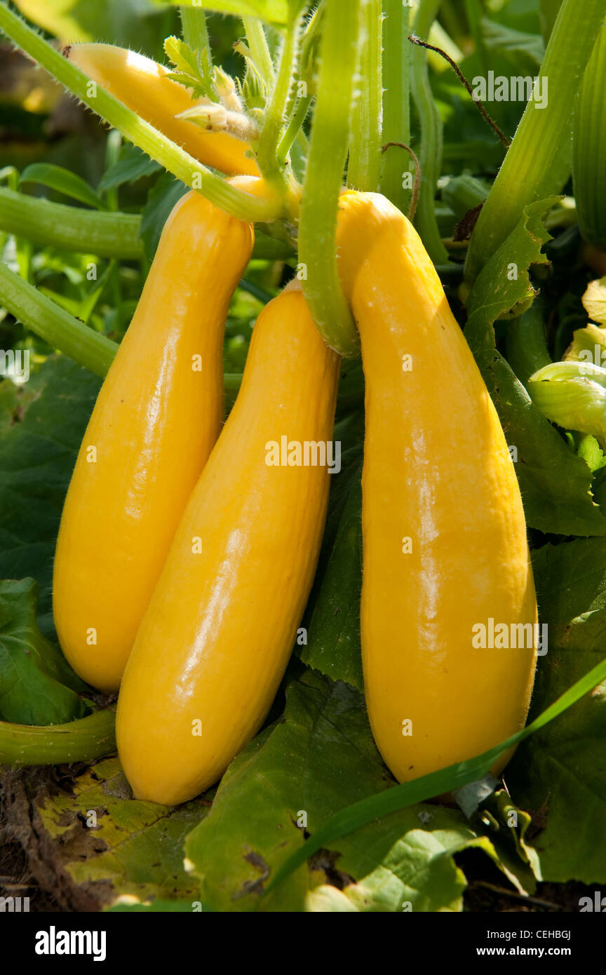 Yellow Courgette (Cucurbita pepo)'Zucchini' Fruit Stock Photo - Alamy