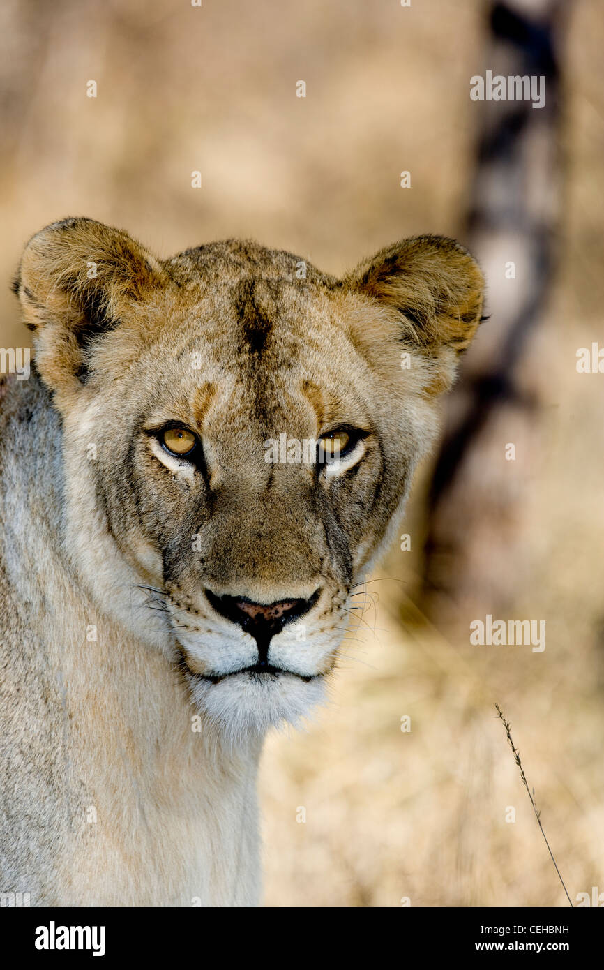Close-up of lioness Stock Photo - Alamy