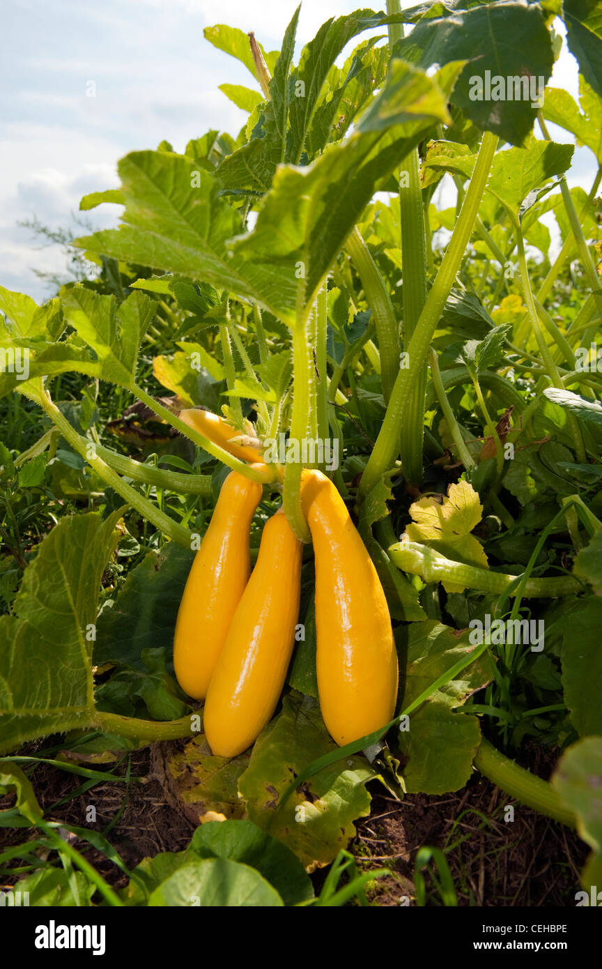 Yellow Courgette (Cucurbita pepo)'Zucchini' Fruit Stock Photo - Alamy