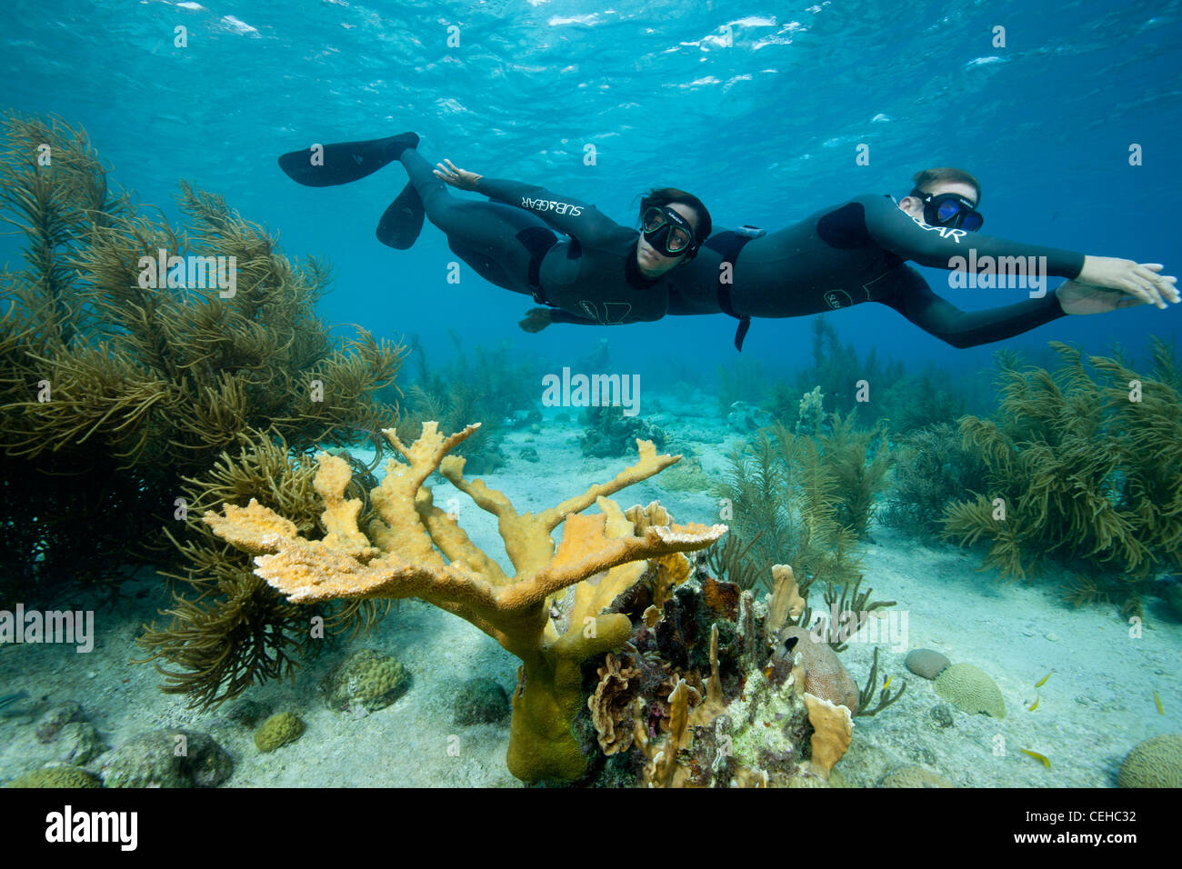 Freedivers glide through the water Stock Photo - Alamy