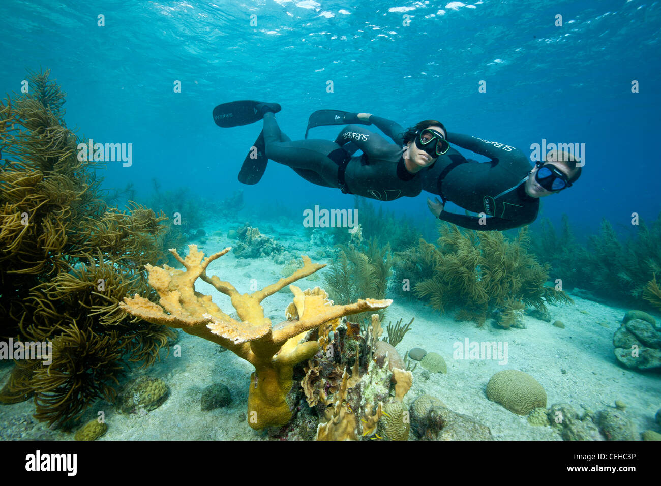 Freedivers glide through the water Stock Photo - Alamy