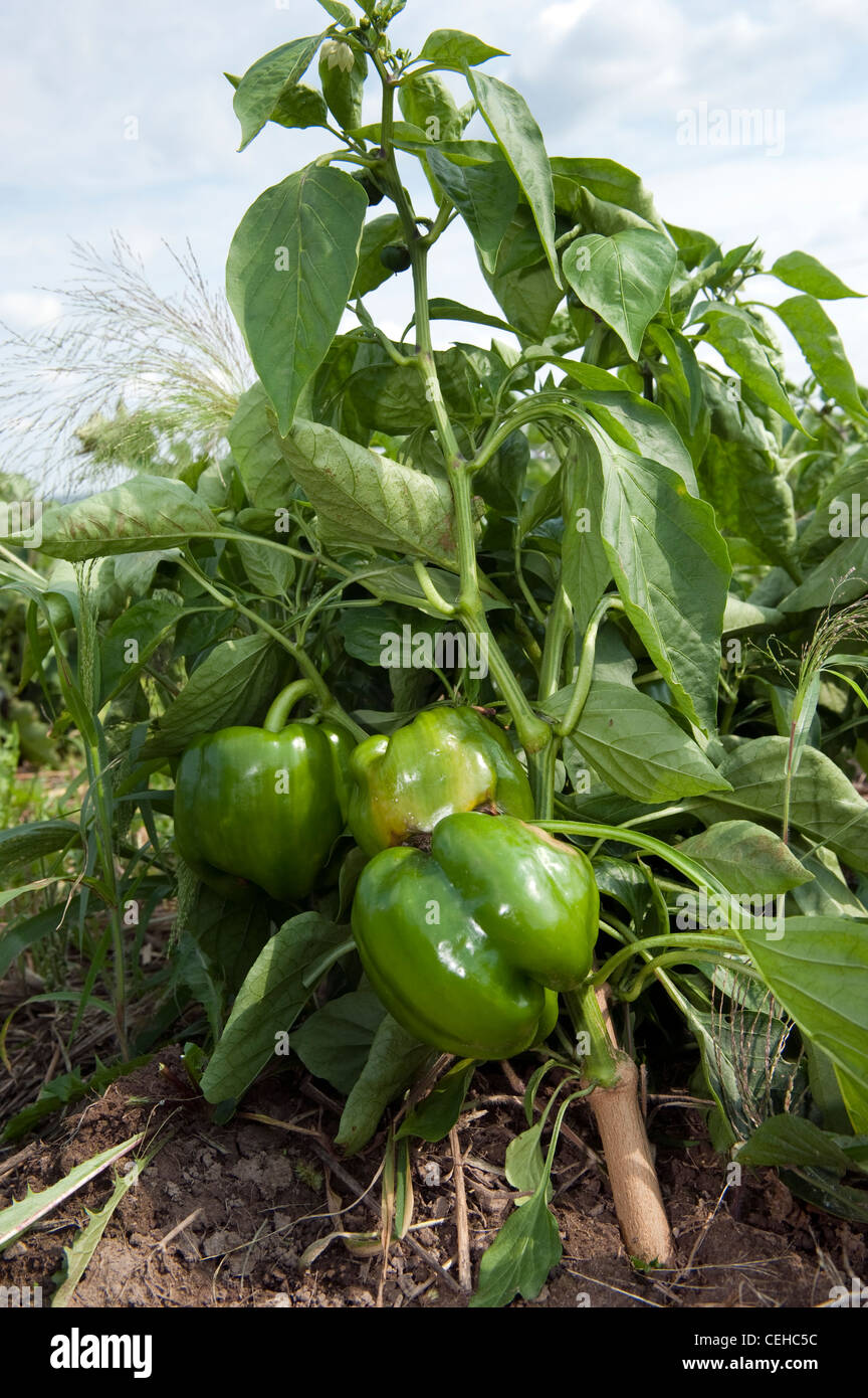 Green peppers growing in field, Pennsylvania, USA Stock Photo - Alamy