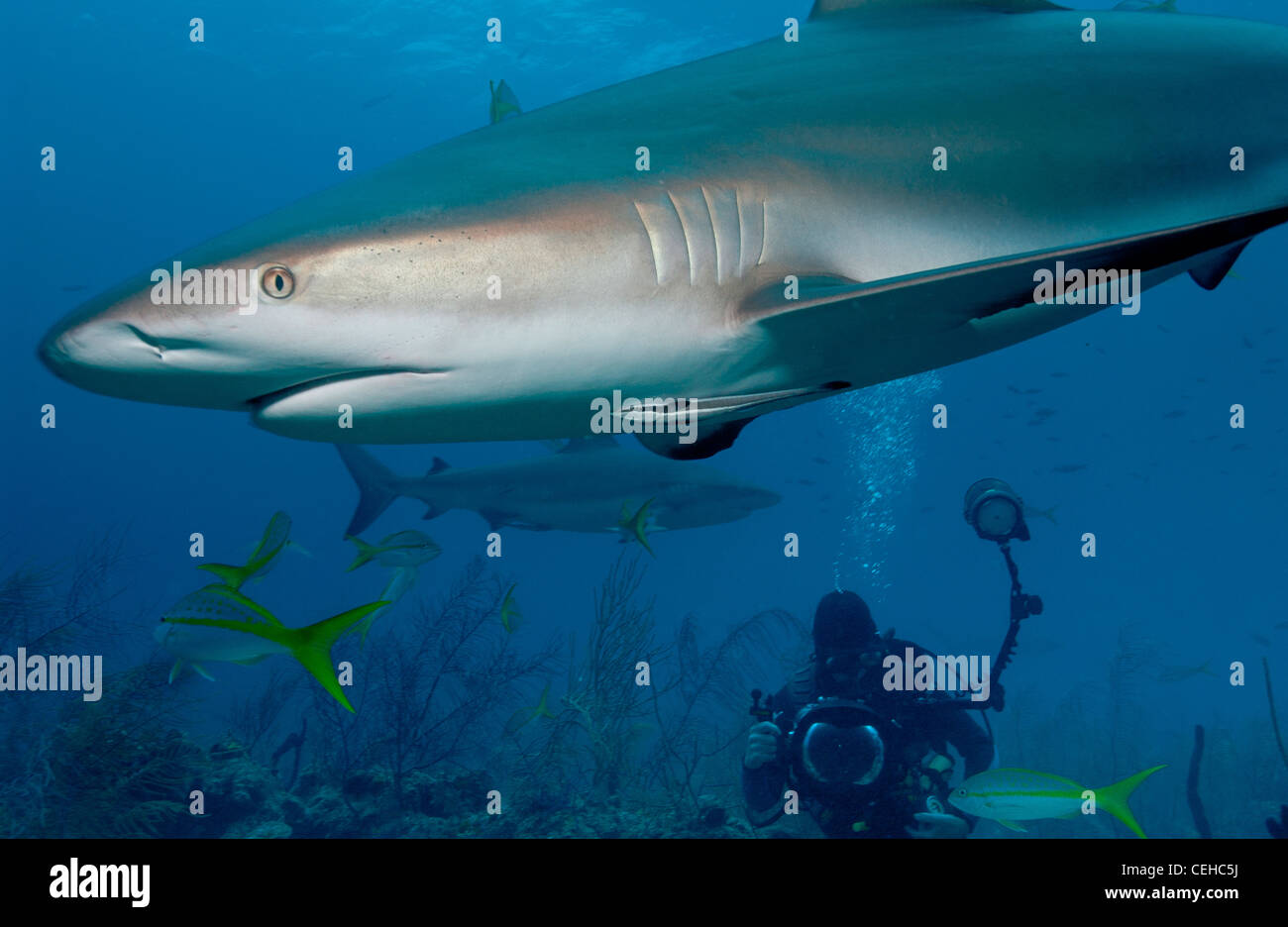 Photographer and shark Stock Photo - Alamy