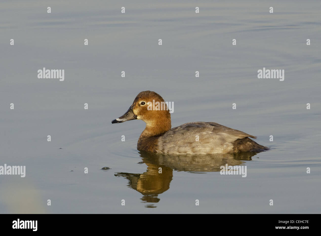 female common pochard (Aythya ferina Stock Photo - Alamy
