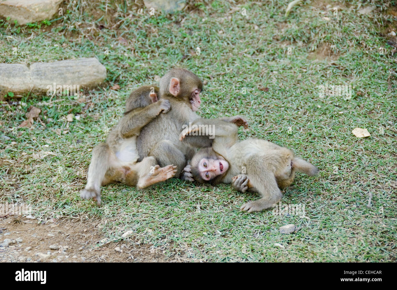 Japanese macaque fighting hi-res stock photography and images - Alamy