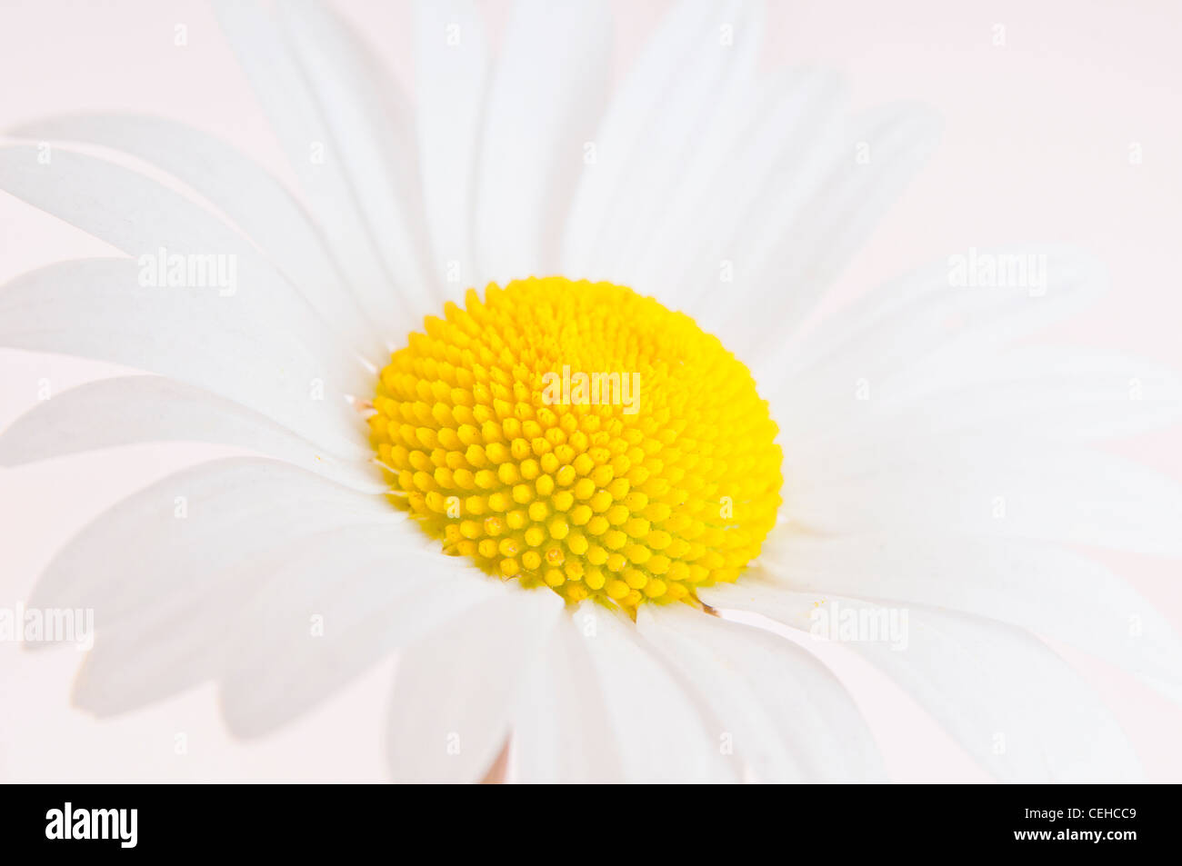 Dog daisy hi-res stock photography and images - Alamy
