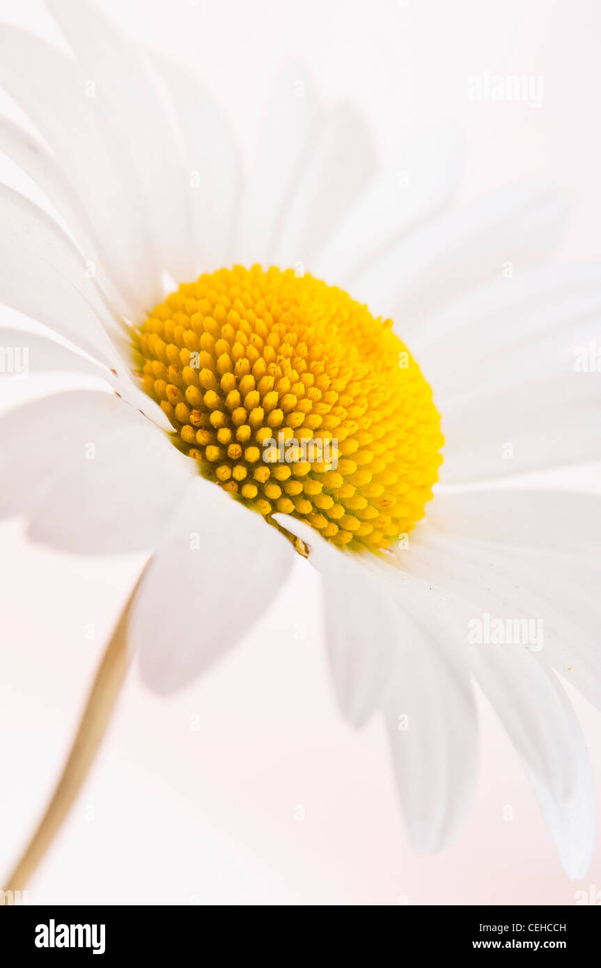Dog daisy hi-res stock photography and images - Alamy
