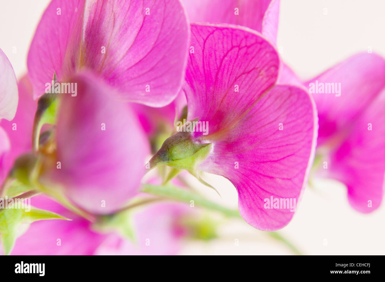Sweet pea flower single hi-res stock photography and images - Alamy