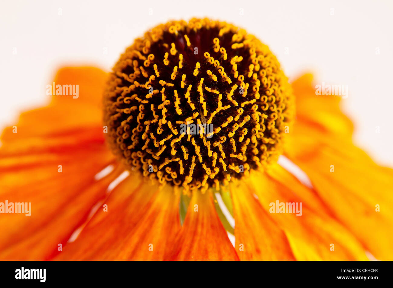 Big single flower heads hi-res stock photography and images - Alamy