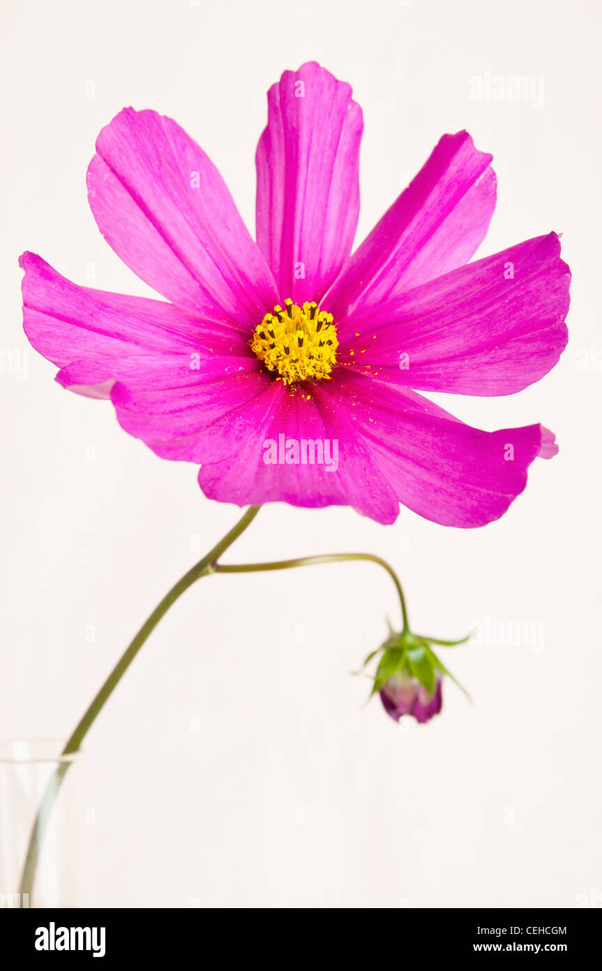 Big Single Flower Heads High Resolution Stock Photography and Images ...