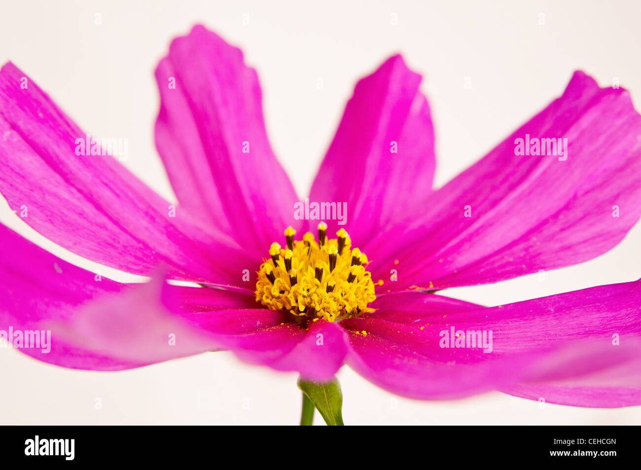 Big single flower heads hi-res stock photography and images - Alamy