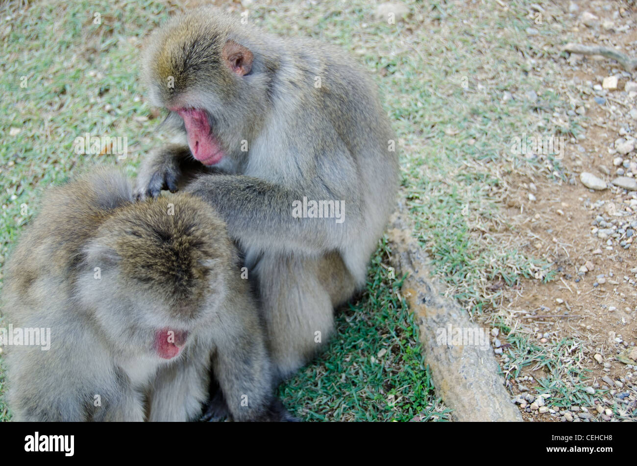 Two japanese macaques, Macaca fuscata, sitting on the ground and ...