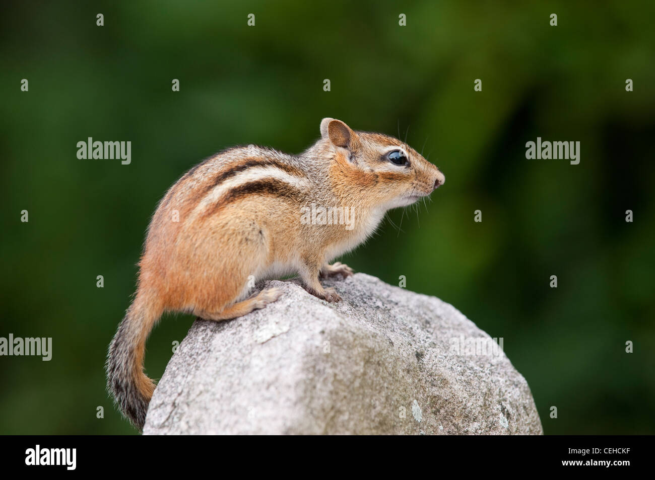 Chipmunk animal mammal hi-res stock photography and images - Alamy