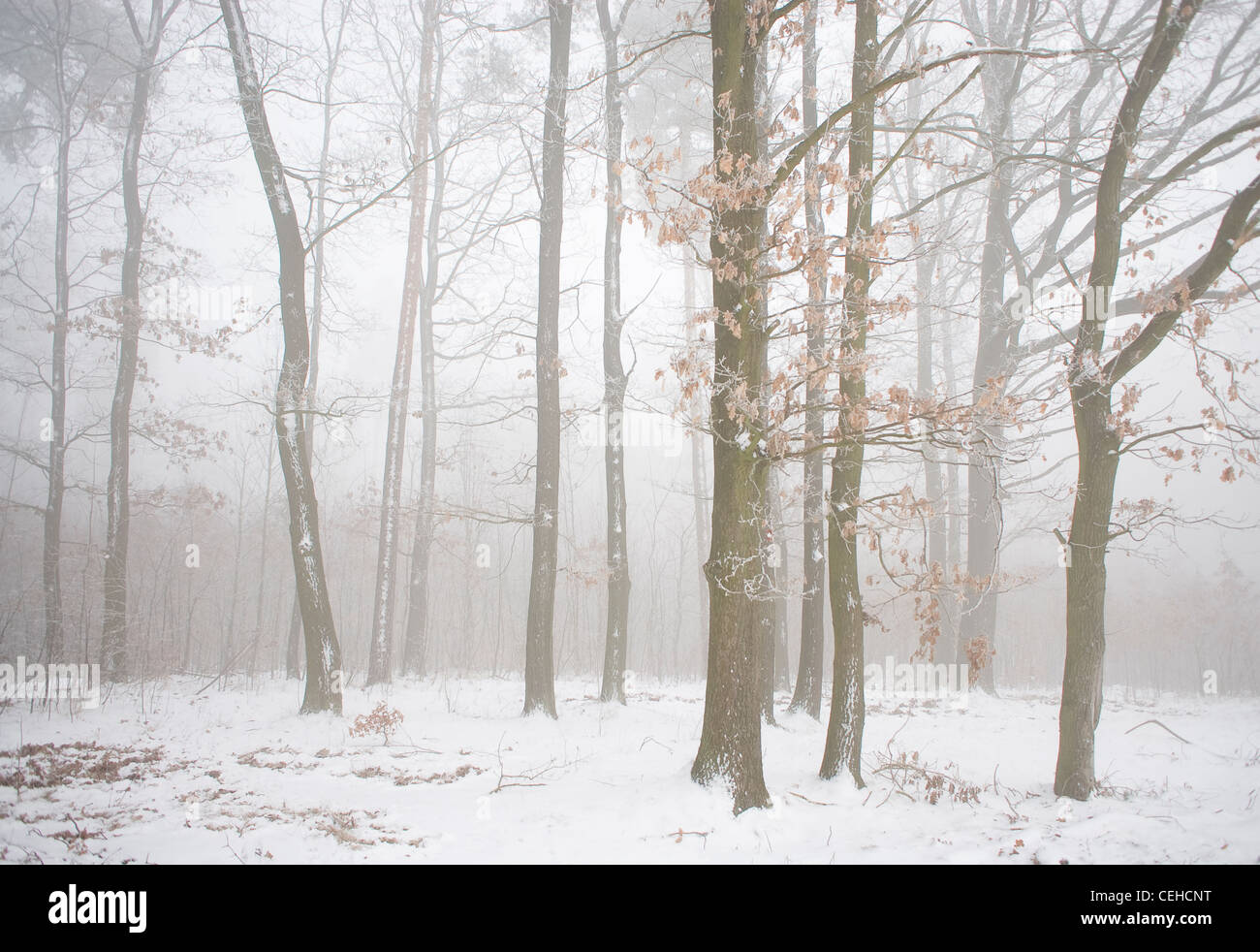 Frost and evening mist hi-res stock photography and images - Alamy