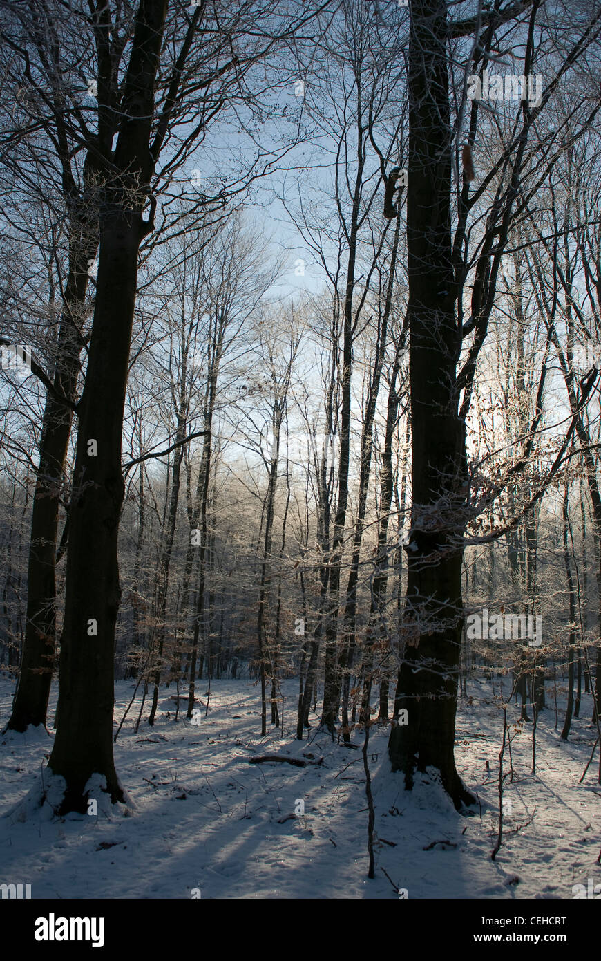 Winter beech forest Stock Photo - Alamy