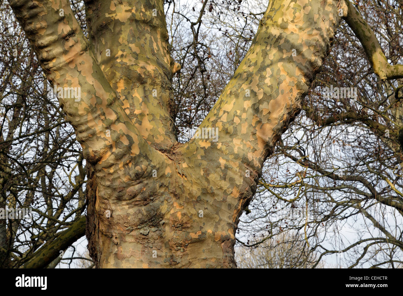 London plane tree in bath hi-res stock photography and images - Alamy