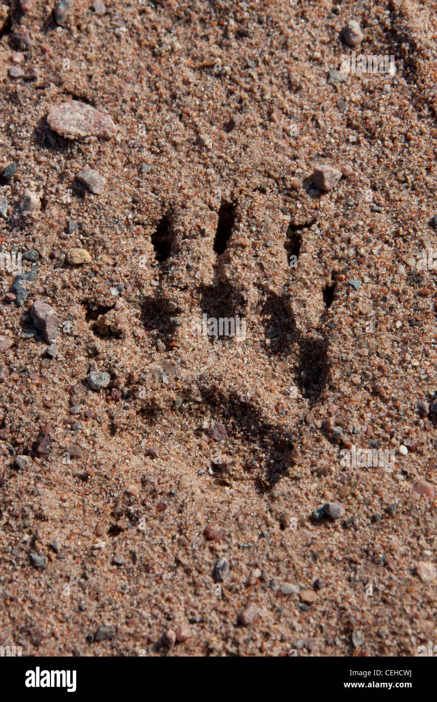 Badger Tracks In Sand