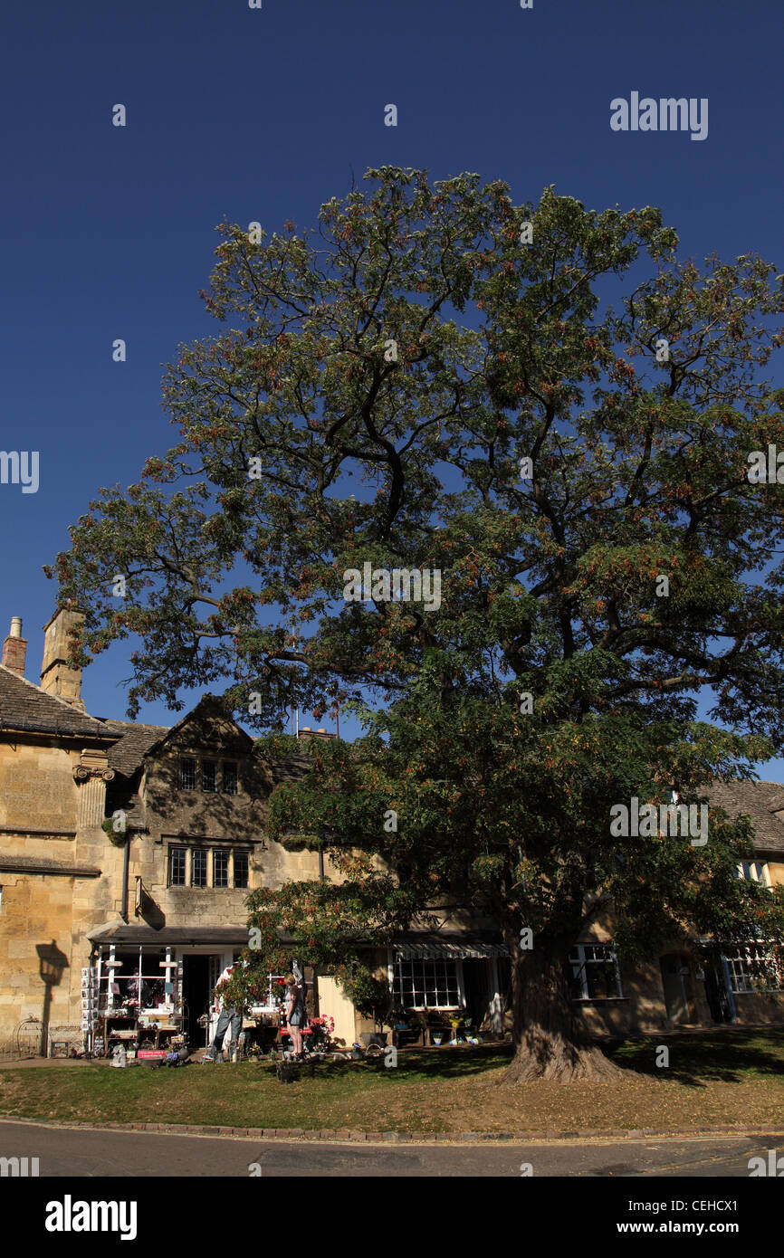 A tall ash tree in Chipping Campden High Street, Gloucestershire, one ...