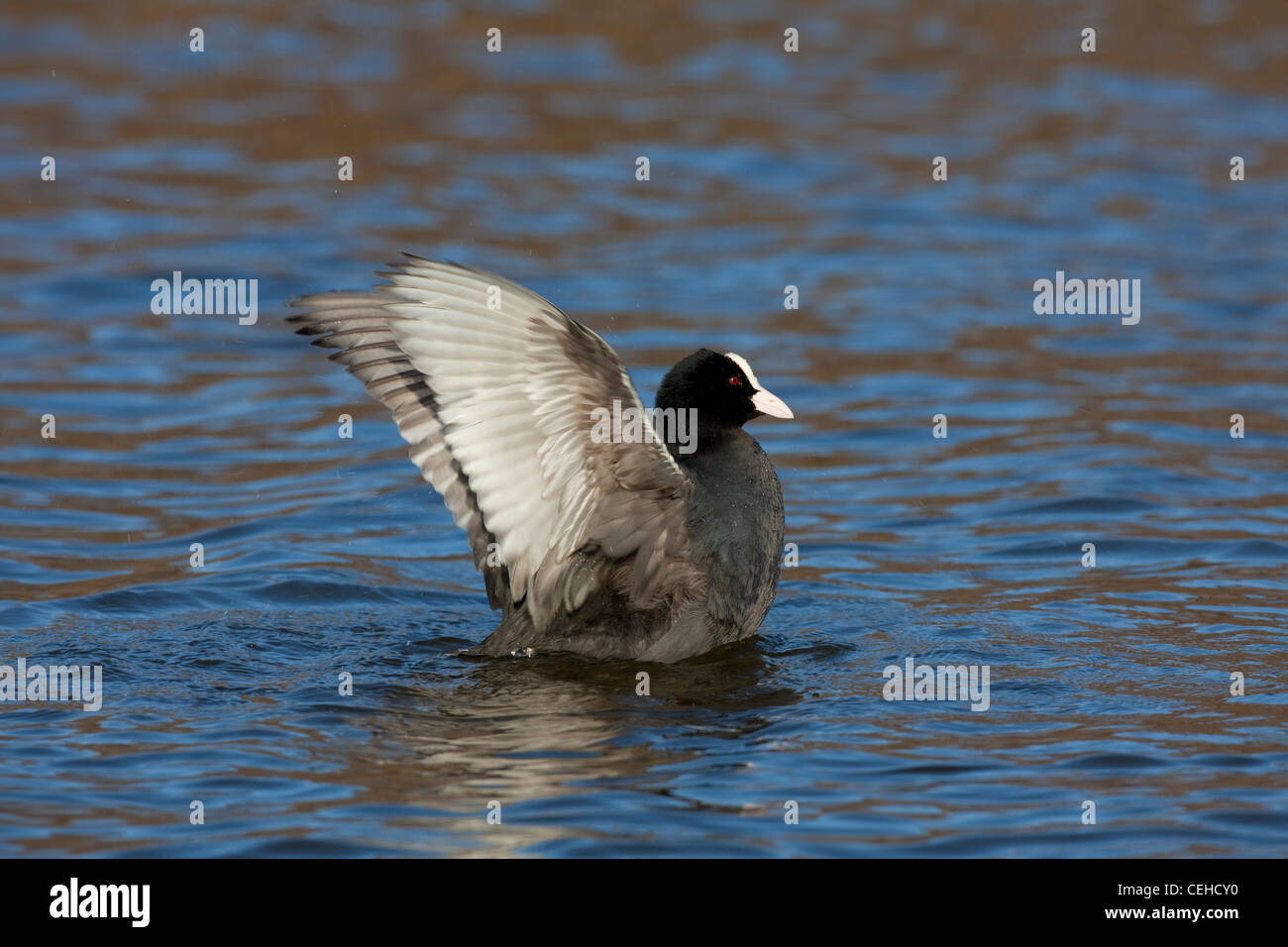 Coot fulica atra stretching wings hi-res stock photography and images ...