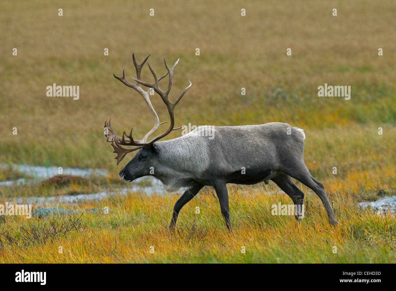 Bull reindeer hi-res stock photography and images - Alamy