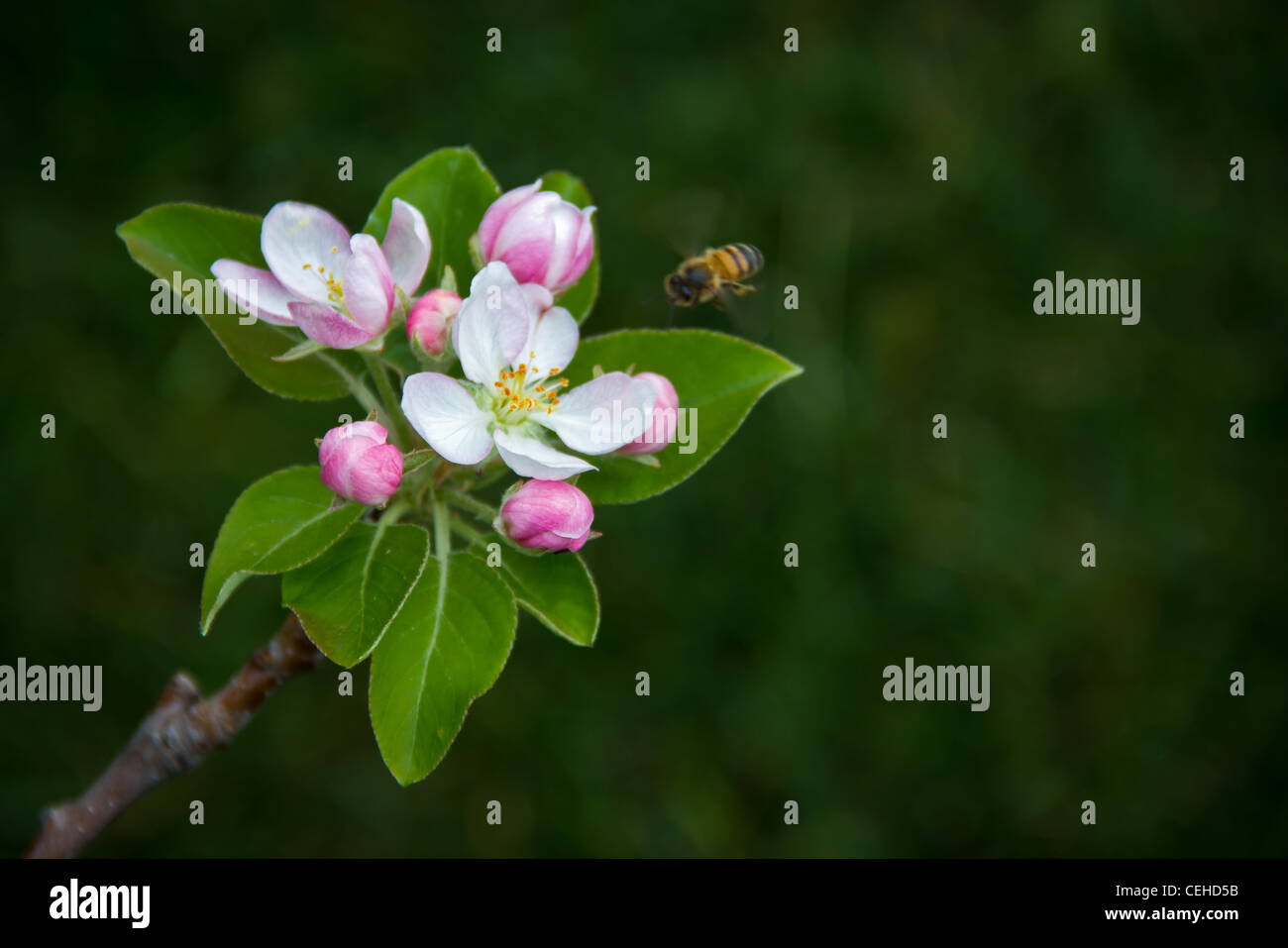 Apple blossom with bee hi-res stock photography and images - Alamy