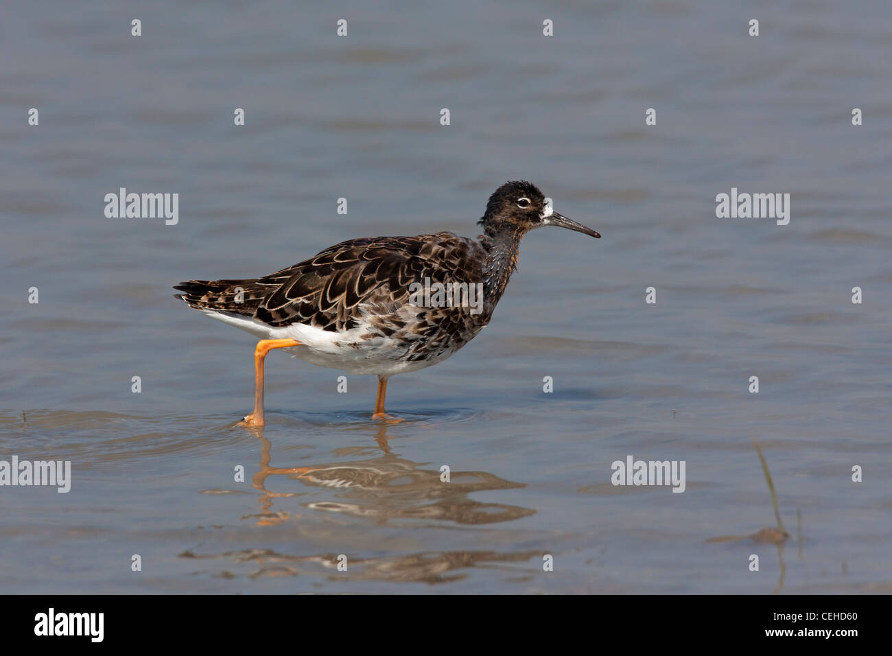 Male ruff bird hi-res stock photography and images - Alamy
