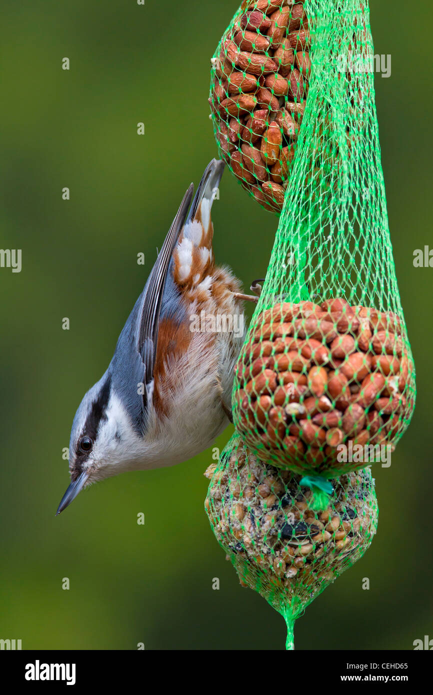 Nuthatch at bird feeder hi-res stock photography and images - Alamy