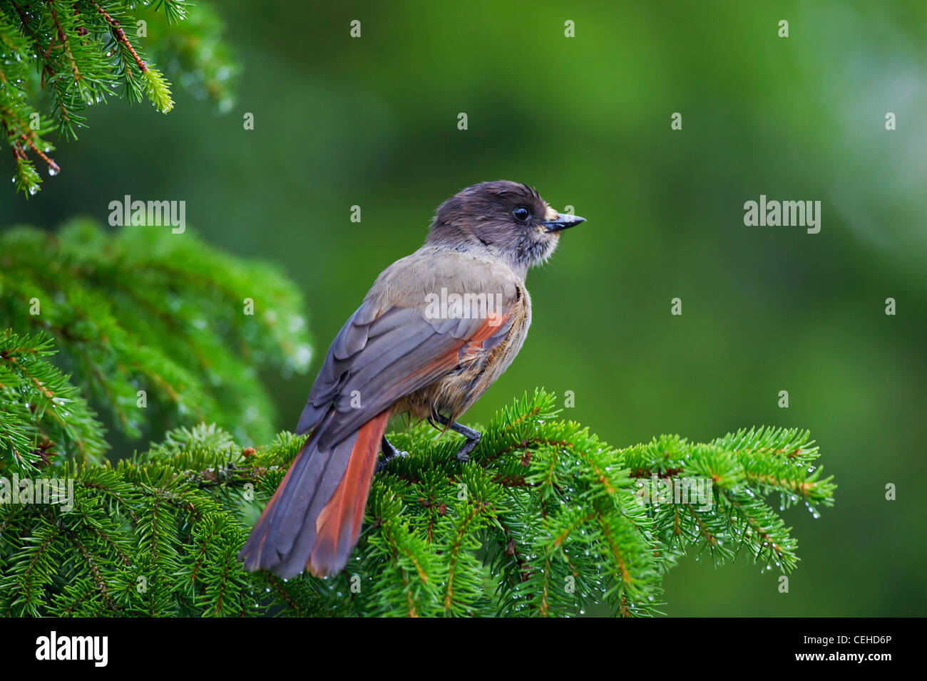 Perisoreus hi-res stock photography and images - Alamy