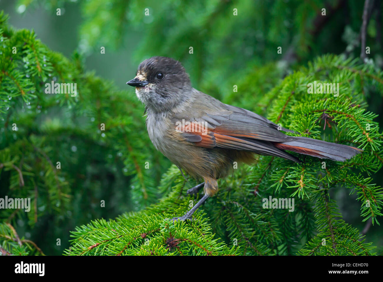 Siberian Jay (Perisoreus infaustus) perched in spruce tree, Sweden ...