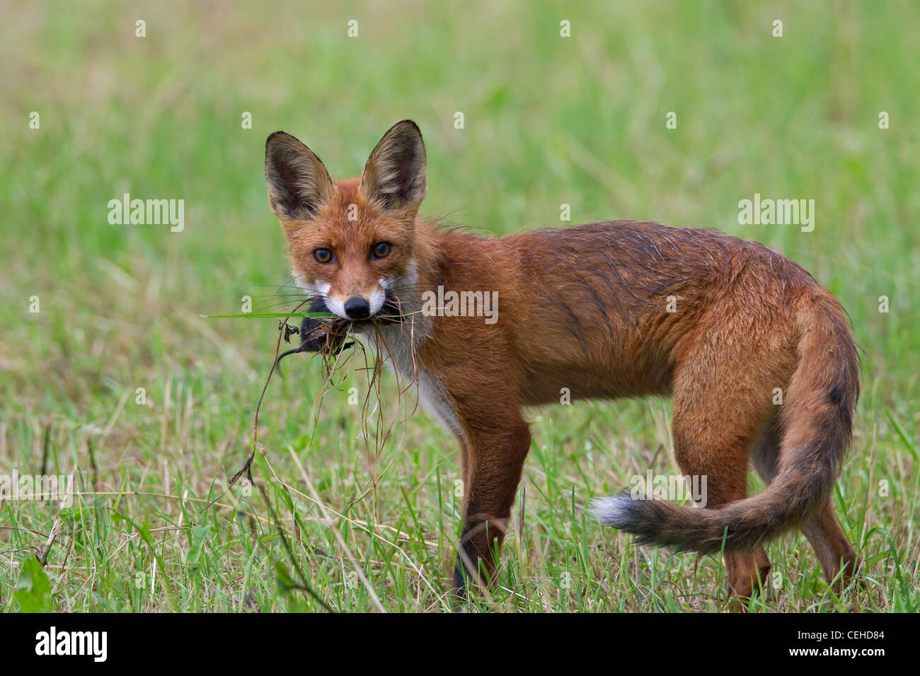 Red Fox (Vulpes vulpes) juvenile with caught mouse in mouth Stock Photo ...