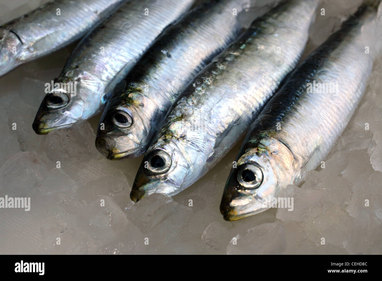 Fresh or salt water hi-res stock photography and images - Alamy