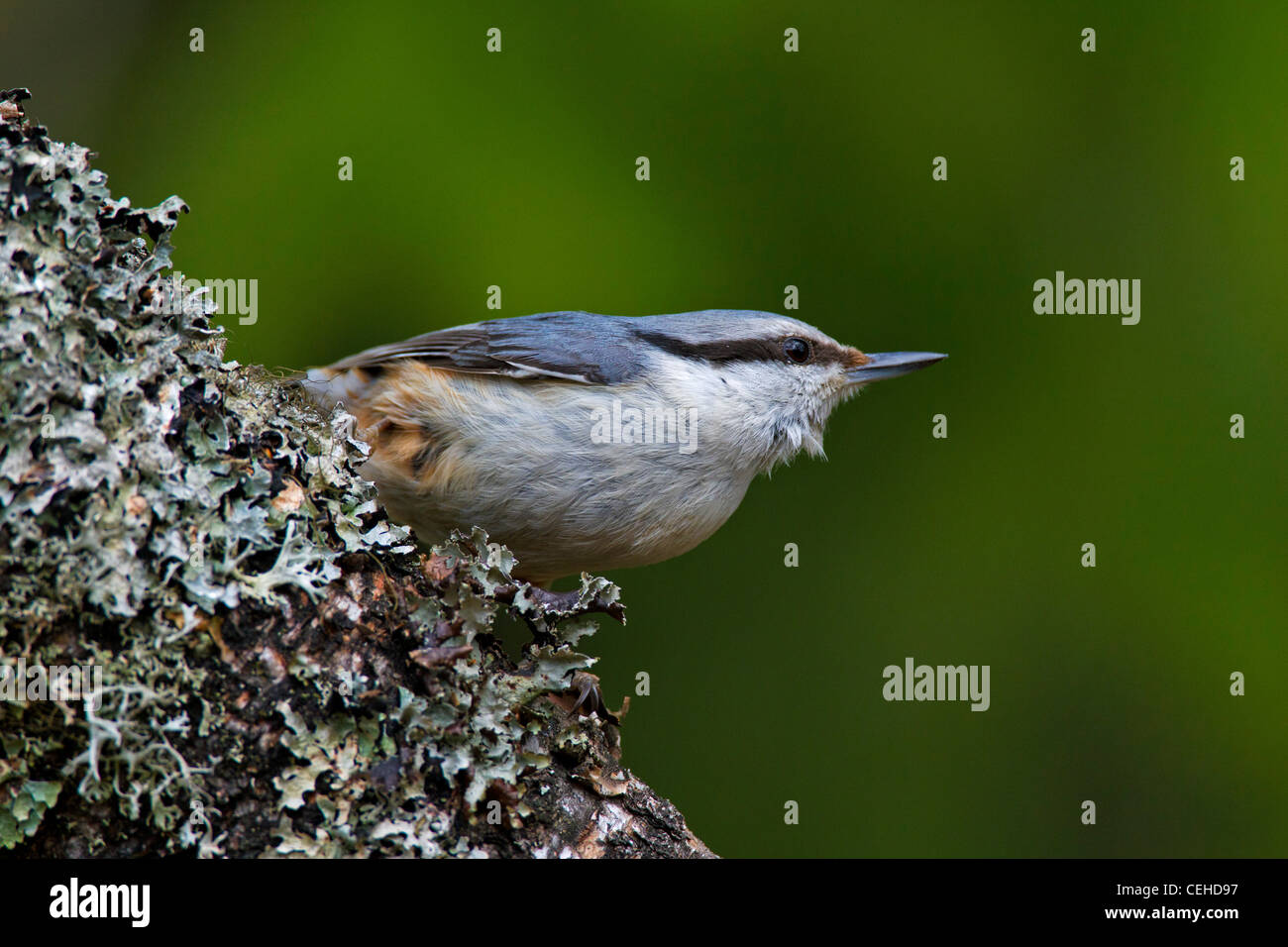 European nuthatch {sitta europaea} hi-res stock photography and images ...