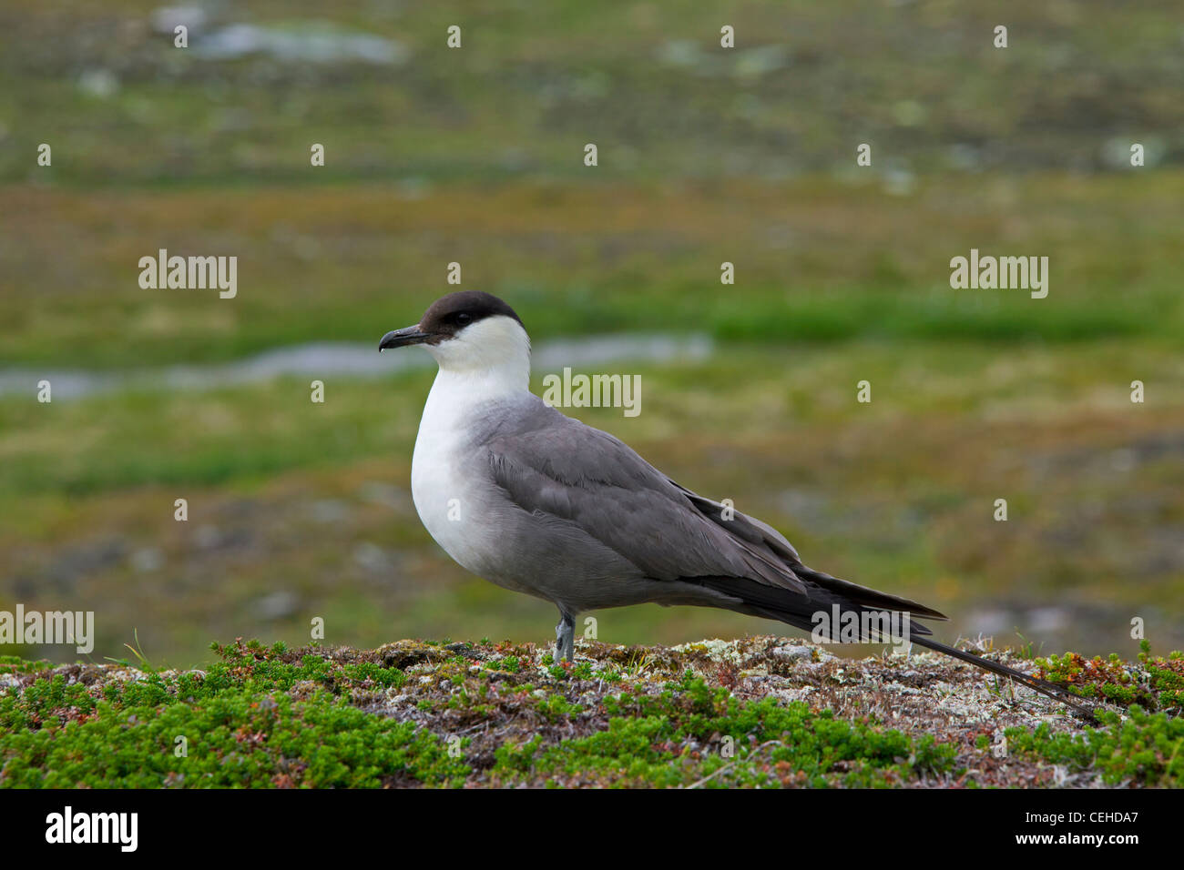 Long tailed jaeger hi-res stock photography and images - Alamy