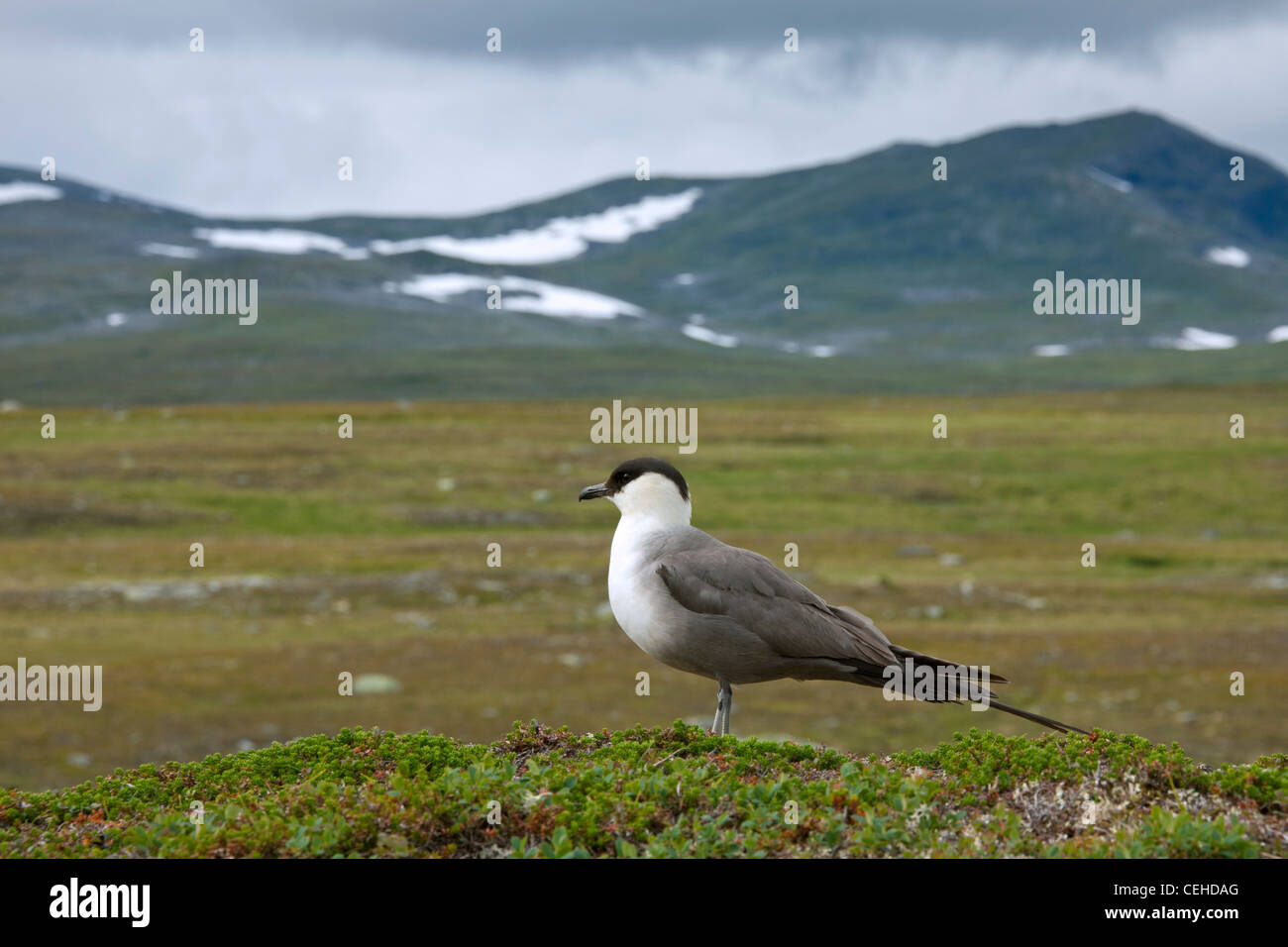 Long tailed jaeger skua hi-res stock photography and images - Alamy
