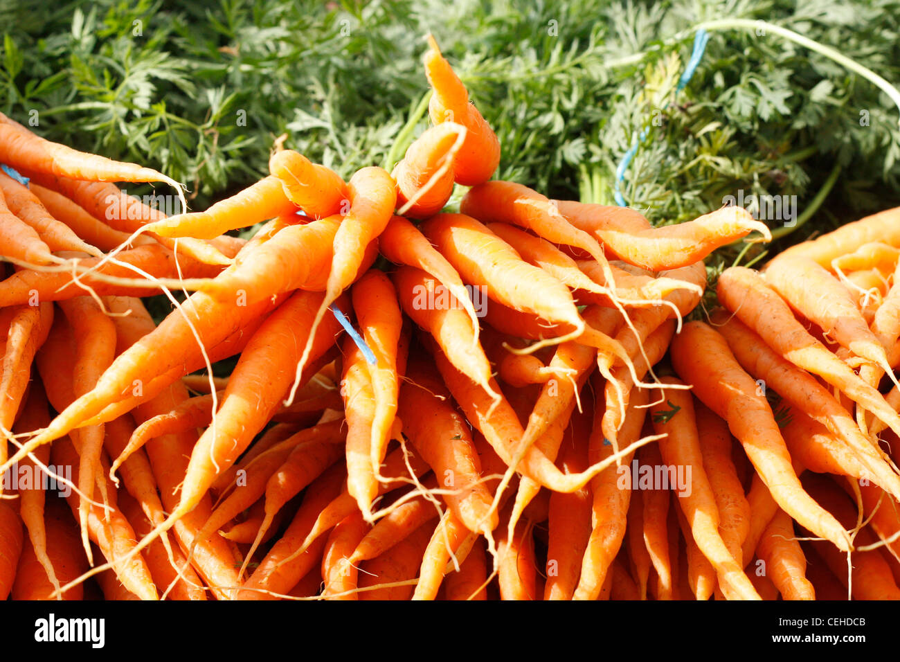 Orange carrots in a horizontal composition Stock Photo - Alamy