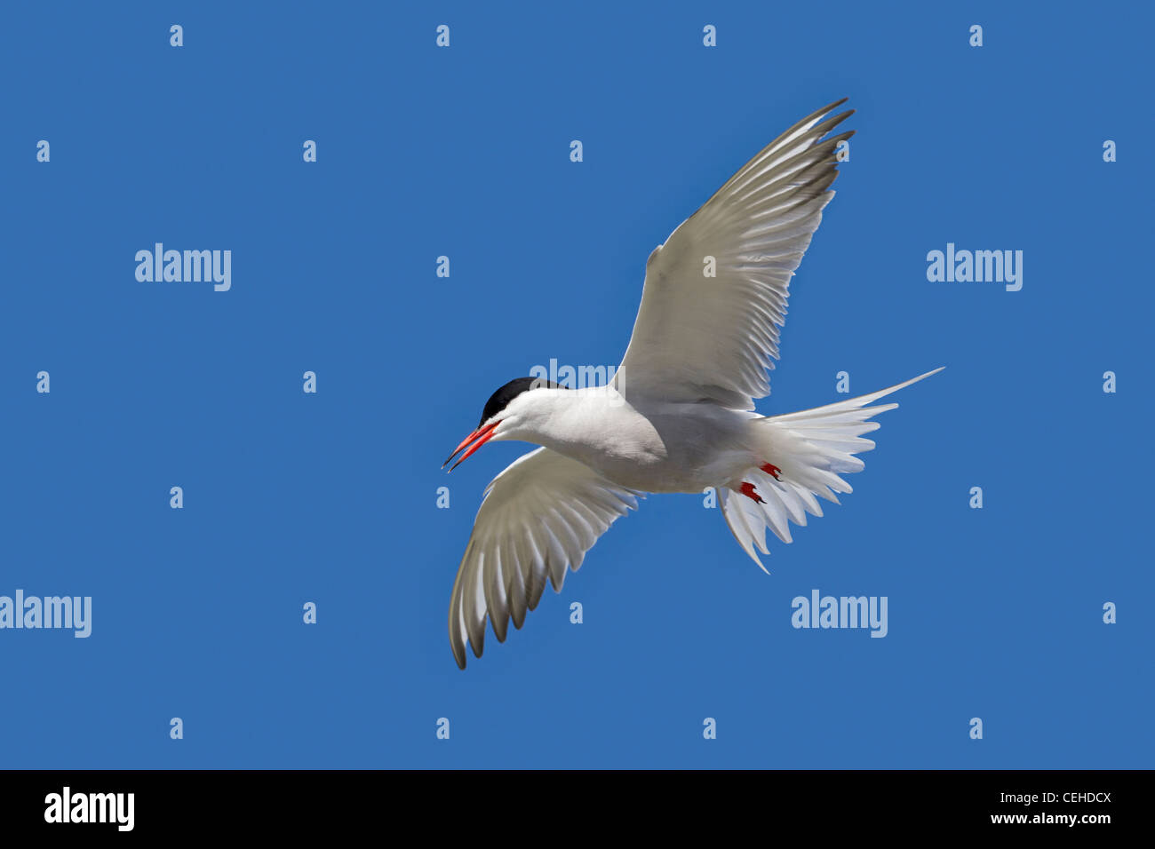 Common tern hi-res stock photography and images - Alamy