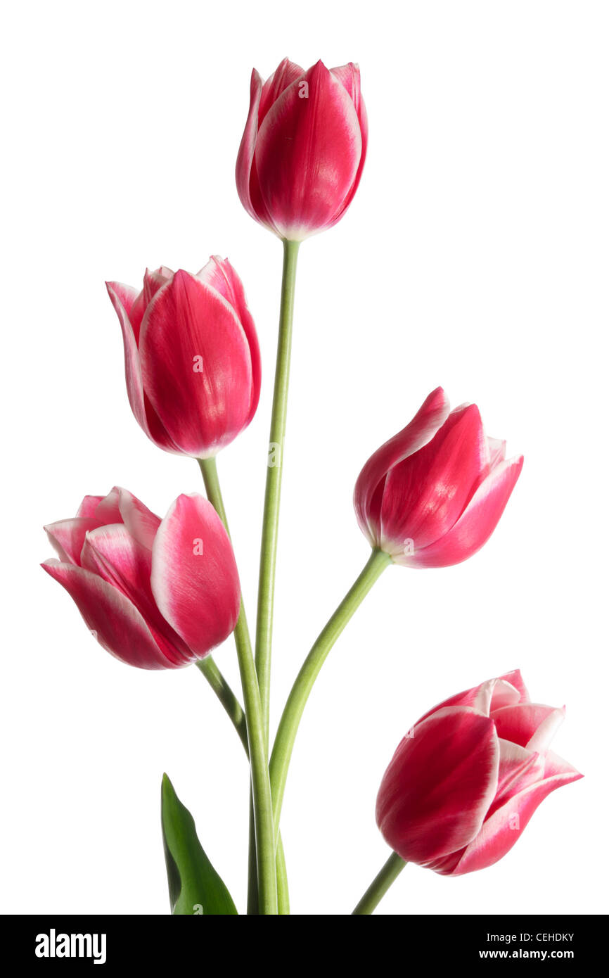 Tulip tree isolated on white hi-res stock photography and images - Alamy