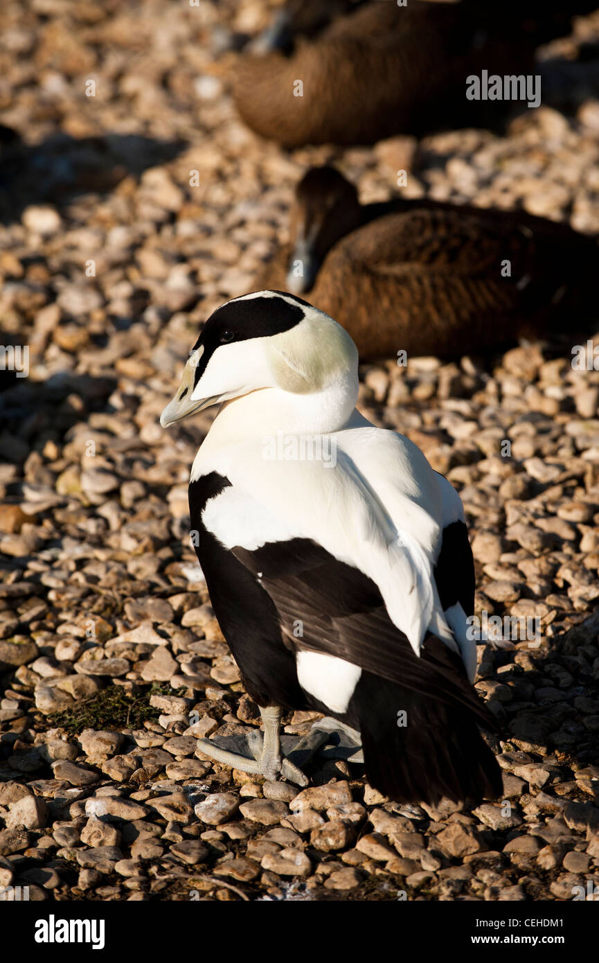 Male eiders hi-res stock photography and images - Alamy