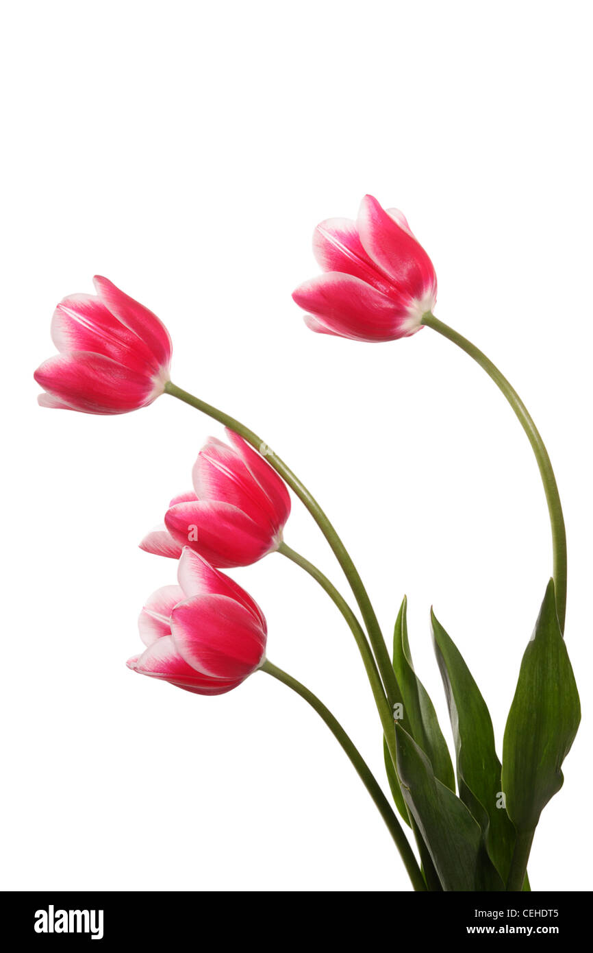 Slanted flower Cut Out Stock Images & Pictures - Alamy