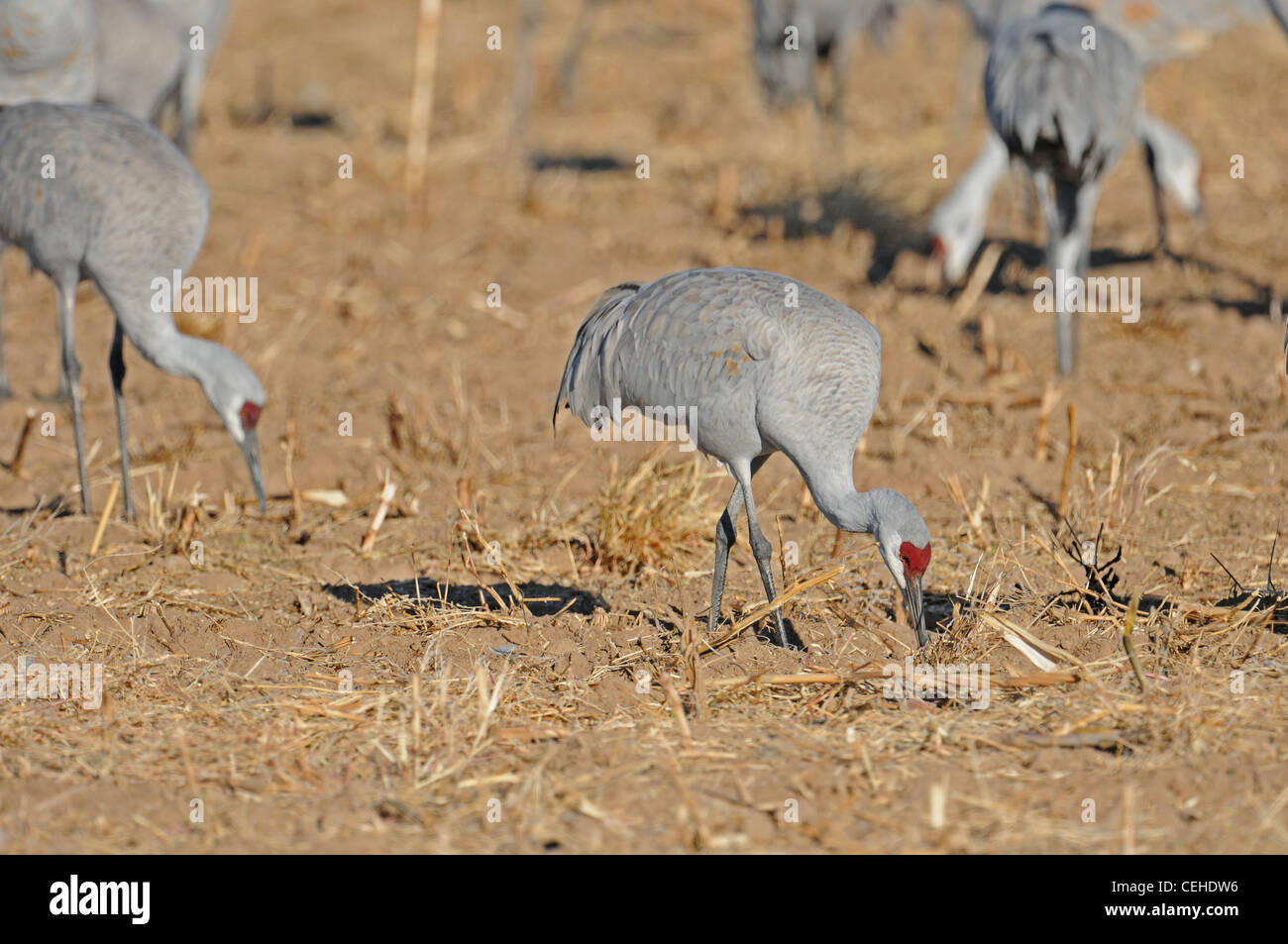 sandhill crane eating in a corn field, Albuquerque, New Mexio. USA ...