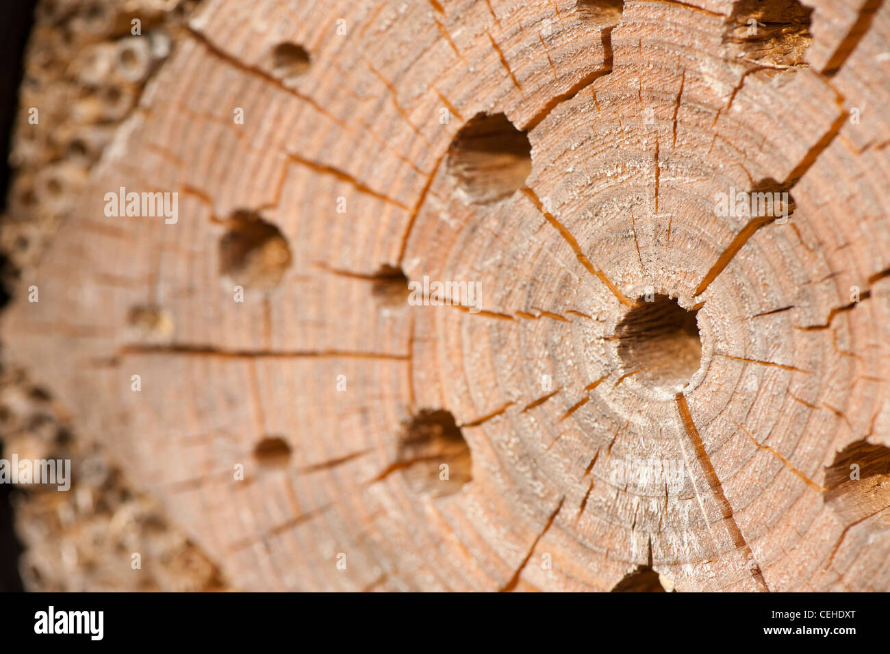 Insect nesting habitat made from a tree trunk Stock Photo - Alamy