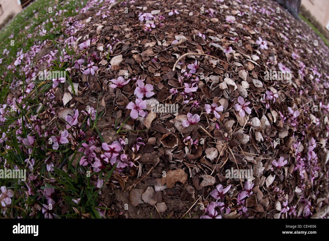 cherry blossoms laying on the ground, on top of pecan shells and grass ...
